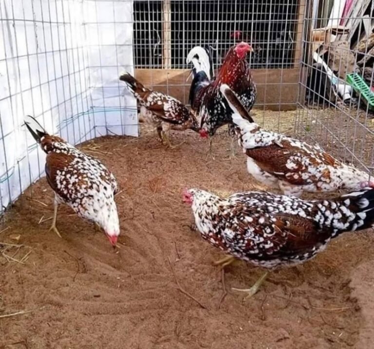 Spangled hatch - Gallant Game Fowls